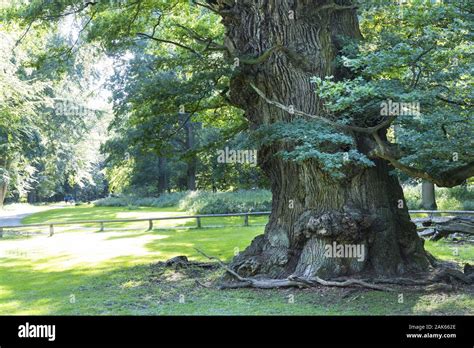 Ivenack Tausend Jahre Alte Eichen Im Tiergarten Mecklenburgische Seen