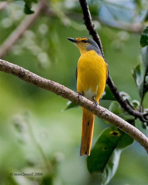 Beautiful Female Small Minivet
