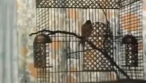 Free Celebrity Tapes Porn Videos Xhamster