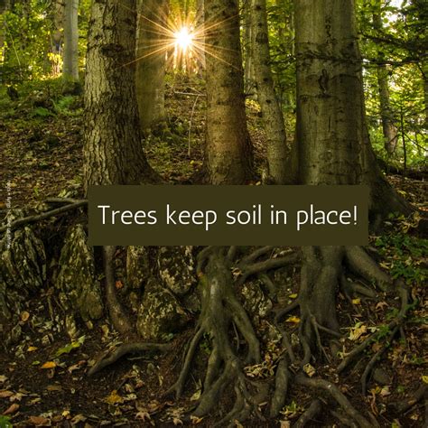 Trees Keep Soil In Place To Build A Village In Haiti