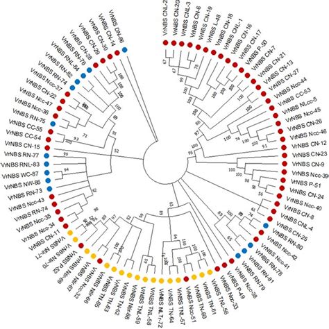 Phylogenetic Relationship Of Vrnbs Lrr Encoding Genes Download