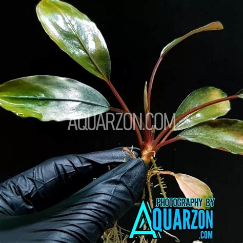 Rare True Bucephalandra Red Under