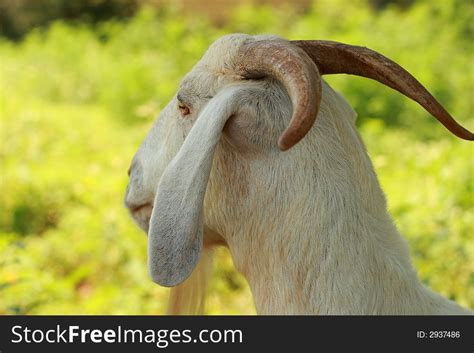 Boer Goat Horns - Free Stock Images & Photos - 2937486 ...