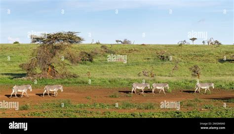 Grevys Zebra Equus Grevyi Kenya The Grevys Zebra Is The Largest