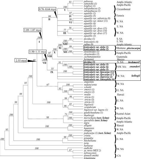The Majority Rule Consensus Of 25 002 Bayesian Inference Trees Download Scientific Diagram