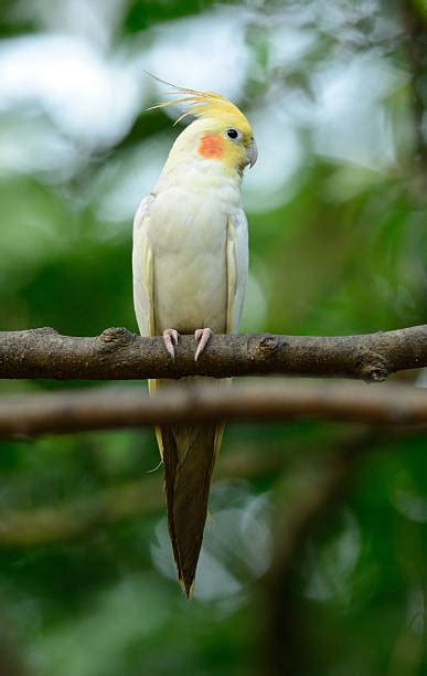 White Faced Lutino Cockatiel White Faced Lutino Cockatiel