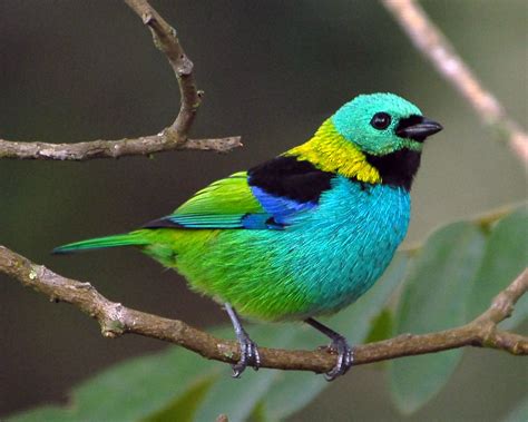 Green Headed Tanager Tangara Seledon Green Headed Tanage Flickr