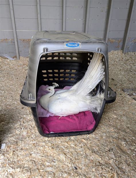 The Martha Stewart Blog Blog Archive Two Pheasants And A Peacock Join My Flock The Martha