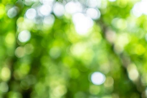 Green Bokeh Background Leaf Sunlight Rays Vector Leaf Sunlight Rays