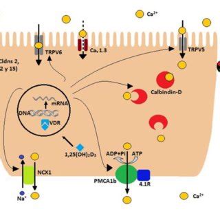 Pdf Molecular Aspects Of Intestinal Calcium Absorption