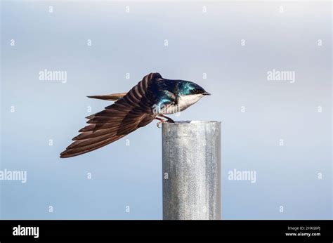 Portrait Of A Tree Swallow Stretching A Wing While Perched On A Silver Colored Pole With A Soft