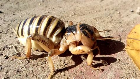 Potato Bug Spider Cricket At Ricky Payne Blog