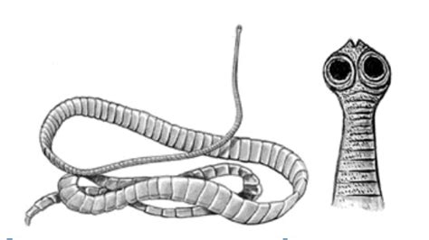 Create Meme Tapeworms The Structure Of The Tapeworm Bovine Tapeworm