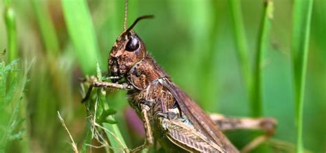 Grasshopper Nervous System