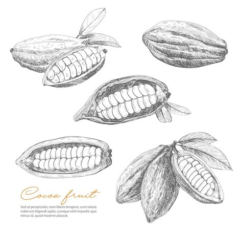 Premium Vector Cocoa Sketch Beans Of Chocolate Or Cacao Plant