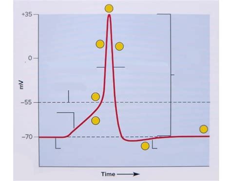 Action Potential And Phases — Printable Worksheet