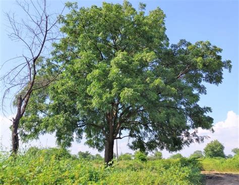 Aceite De Neem ¿cómo Usar Este Genial Insecticida Natural