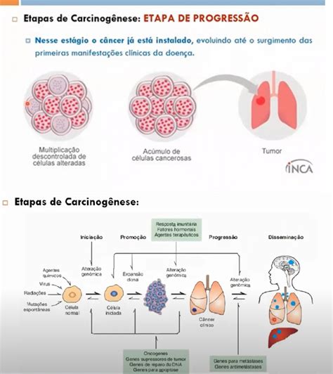 Progressão Da Promoção Da Iniciação Da Carcinogênese