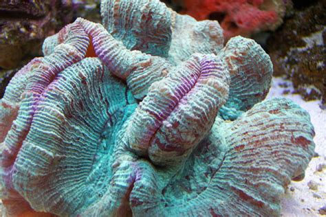 Types Of Corals