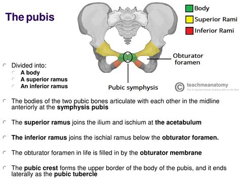 Ppt Gluteal Region Anatomy For Orthopedic Professionals Powerpoint
