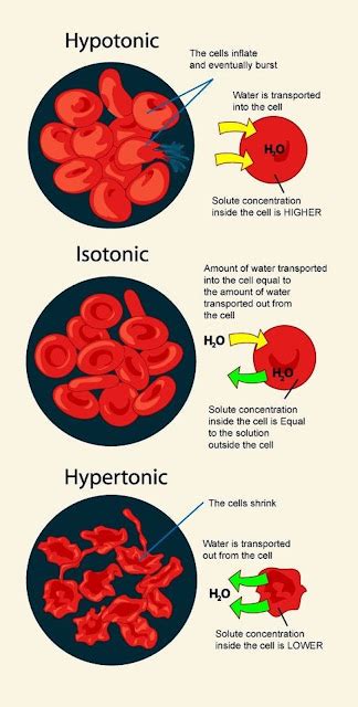 Medical And Health Science Hypotonic Isotonic Hypertonic Solution Effect On Cells