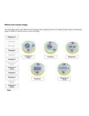 Identifying Mitosis And Meiosis Stages In Cell Images Course Hero