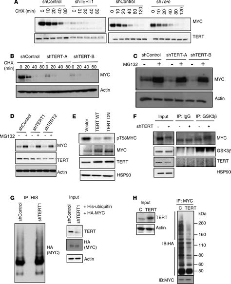 Figure 6 From Telomerase Regulates Myc Driven Oncogenesis Independent