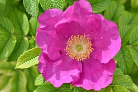 무료 사진 푸른 하늘 녹색 잎 불 그 장미 꽃 블 룸 꽃 꽃 봉 오리 꽃잎 공장