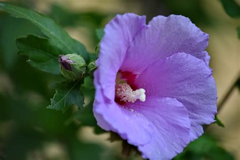 Gratis Afbeelding Plantkunde Takken Gegevens Bloemknop Bloementuin