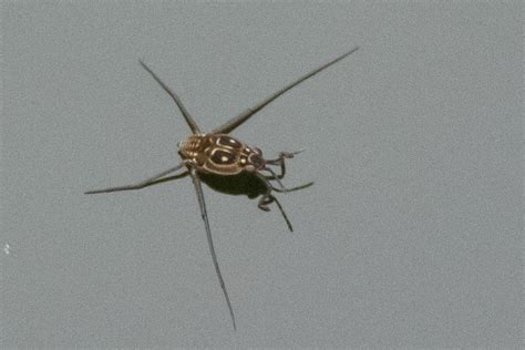 trepobates from brooklyn ny usa on july 16 2023 at 04 14 pm by