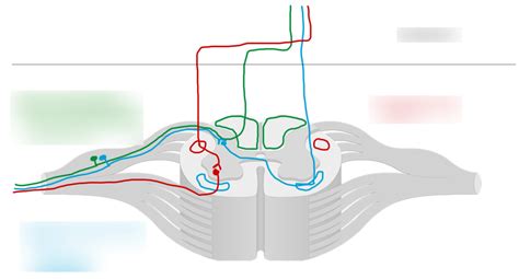 Spinal Cord Pathways Diagram Quizlet