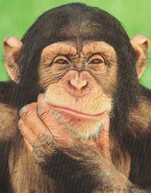 Chimps And Chimpanzees