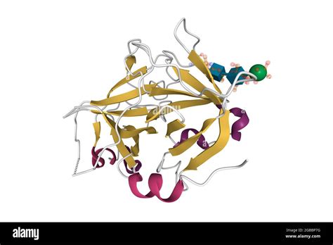 Structure Of Recombinant Coagulation Factor Beta Xiia 3d Cartoon Model Secondary Structure