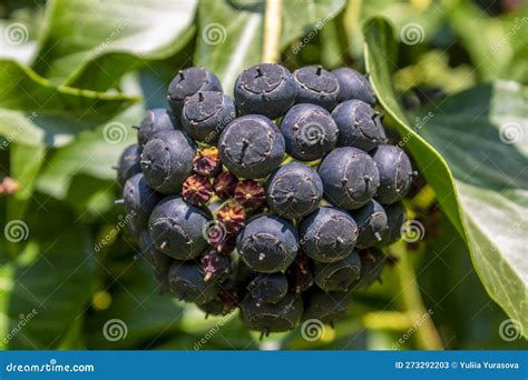 Black Berries On Tree Stock Image Image Of Fall Botanical