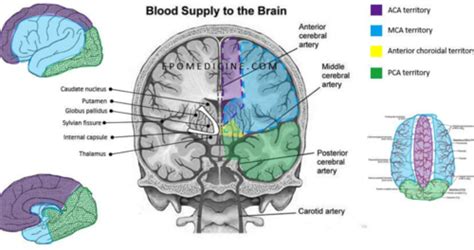 Neuro Review Flashcards Quizlet