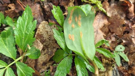 Uromyces Erythronii Pasjezobova Rja