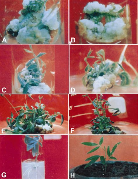 A H Regeneration Of Plantlets In Vitro From Epicotyl And Internode