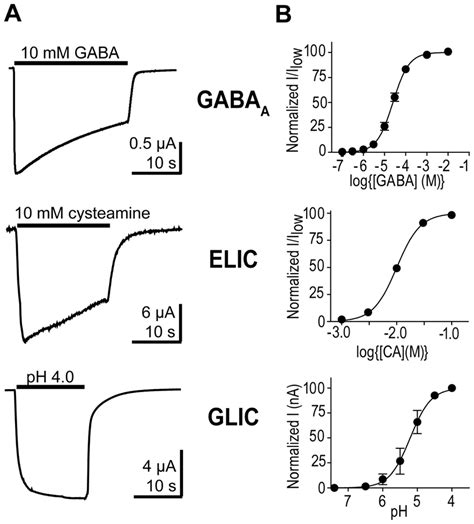 Gaba A Receptor Elic And Glic Current Responses Measured Using