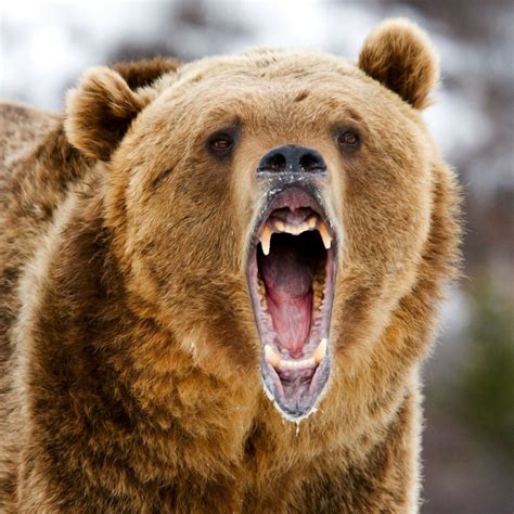 What Does It Mean To Be Ferocious Sarah Claudia Stout