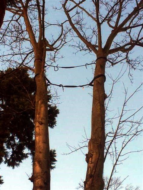 Tree Cable Bracing South West London
