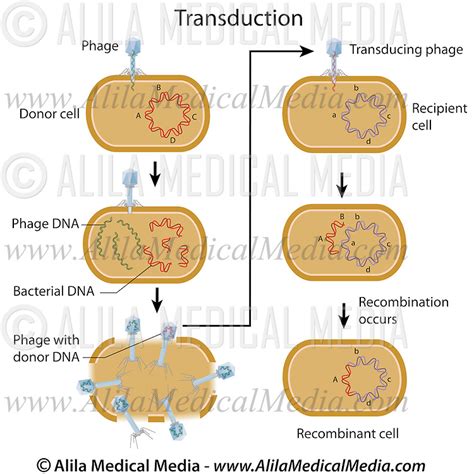 Bacterial Transduction Diagram