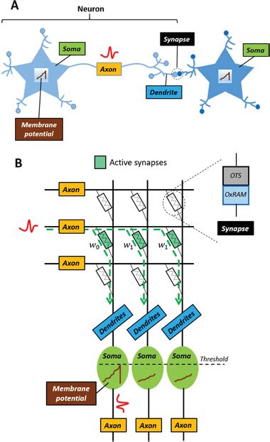 a biological neuron dynamics an input spike flows through the