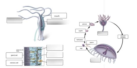 Ctenophora Cnidarians Diagram Quizlet