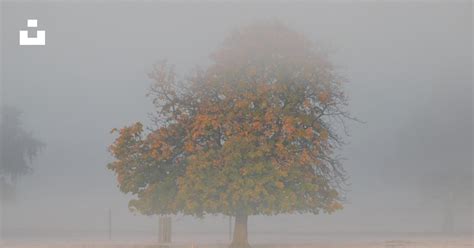 회색 하늘 아래 갈색 들판에 녹색과 갈색 나무 사진 Unsplash의 무료 회색 이미지