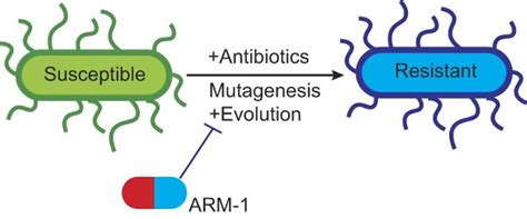 Vanderbilt Biochemists Discover Breakthrough Evolution Resistant