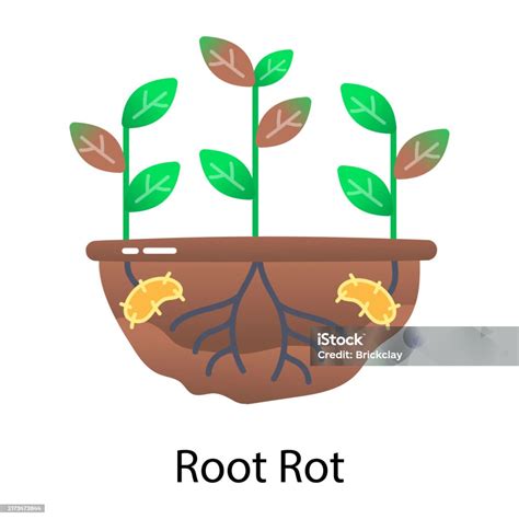 Root Rot Stock Illustration Download Image Now Accidents And