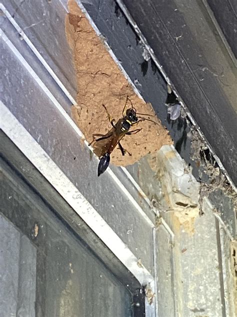 [east Texas] Long Thin Wasp Nest Made Of Mud Under The Top Of My Sliding Glass Door Track I