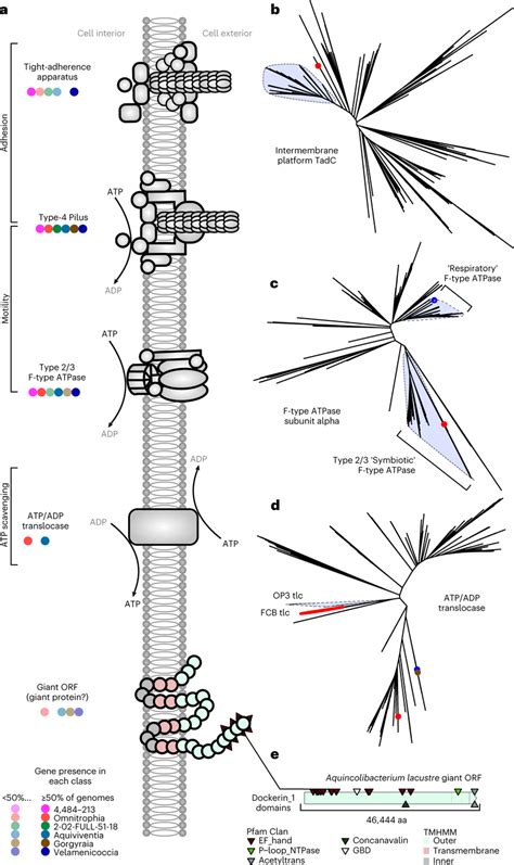Of Genomic Evidence For Parasitism And Predation A Systems Related To