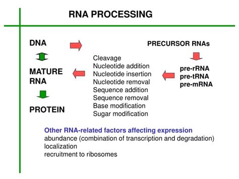 PPT RNA PROCESSING PowerPoint Presentation Free Download ID
