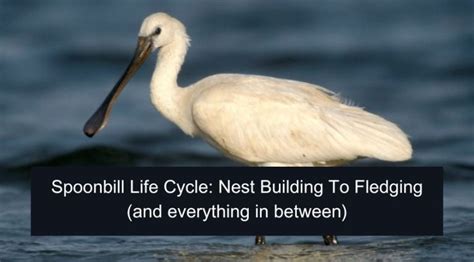 Spoonbill Life Cycle Nest Building To Fledging And Everything In